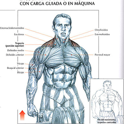 Top 4: Los ejercicios de trapecio más efectivos, pruébalos! – La Revista IN
